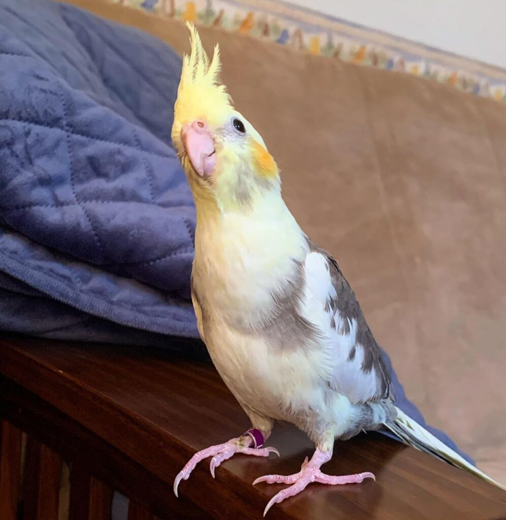 Pied Cockatiel - Simon's Birds