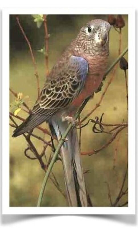 Buy Rosy Bourke's Parakeets Online - Simon's Birds