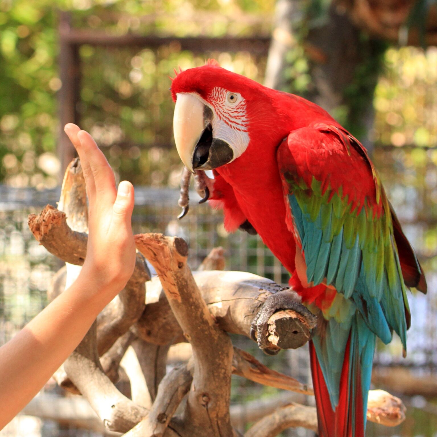 Buy Exotic Birds Online | Parrots For Sale USA | Pet Birds Online ...