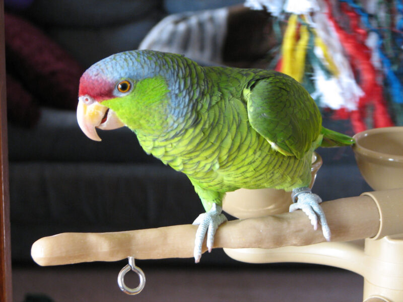 Simon's Birds - Buy Exotic Birds Online / Pet Birds For Sale