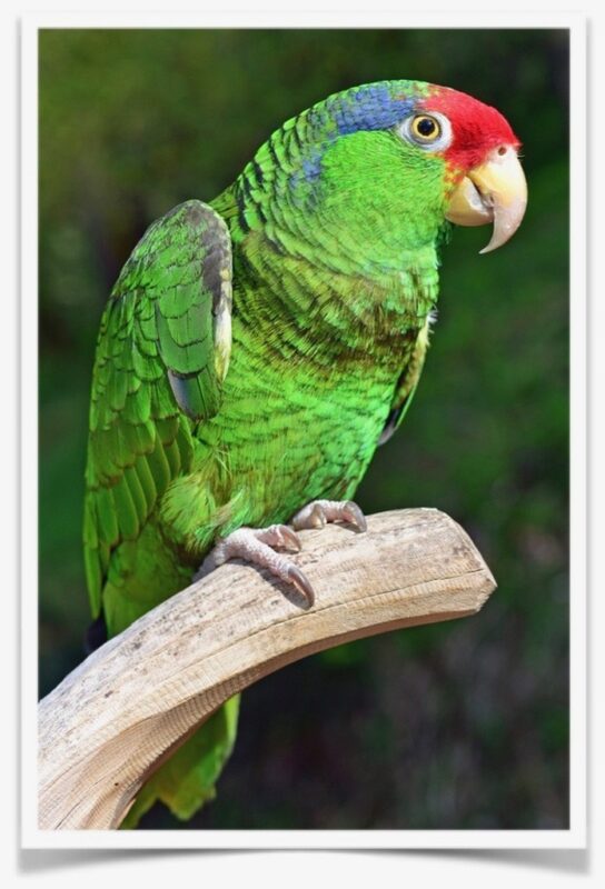 Buy Red-crowned Amazon Online - Simon's Birds